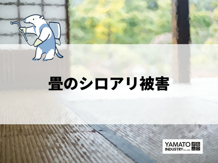 シロアリが畳を食べる被害の危険性と大きなリスク - 京都のシロアリ駆除・雨漏り防水工事専門業者ヤマト産業